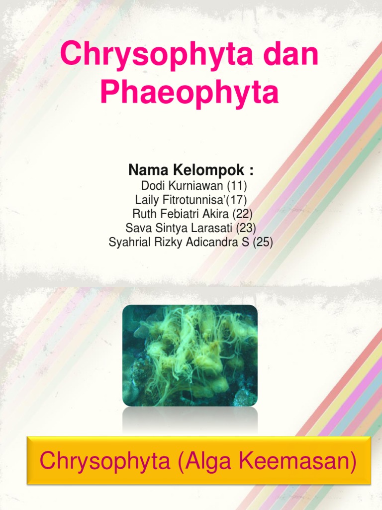 Chrysophyta Dan Phaeophyta | PDF | Kesehatan Holistik