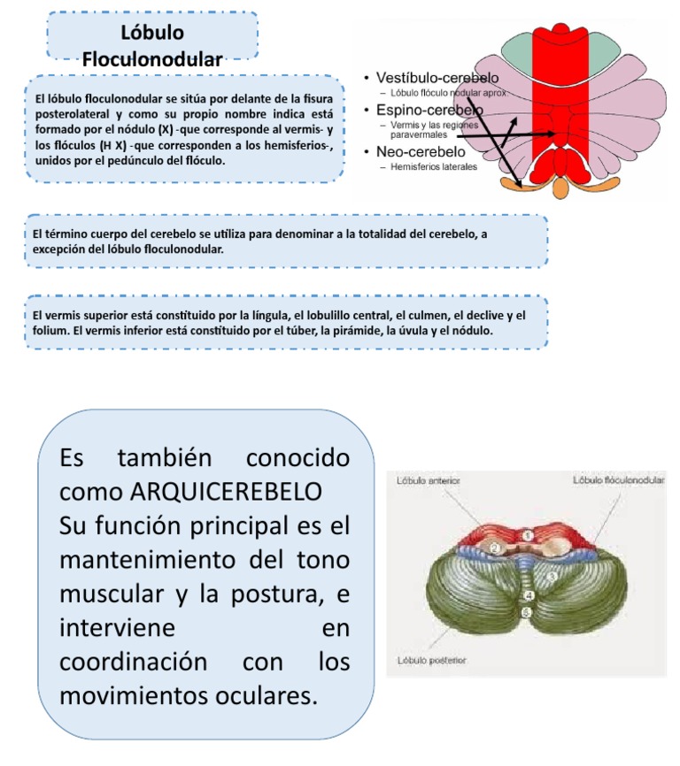 Lobulo Floculonodular | PDF