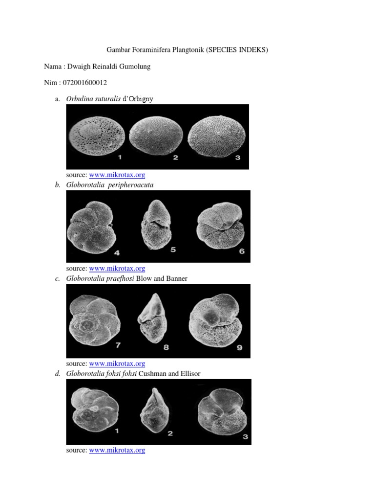 Classification and Identification of Planktonic Foraminifera Species ...