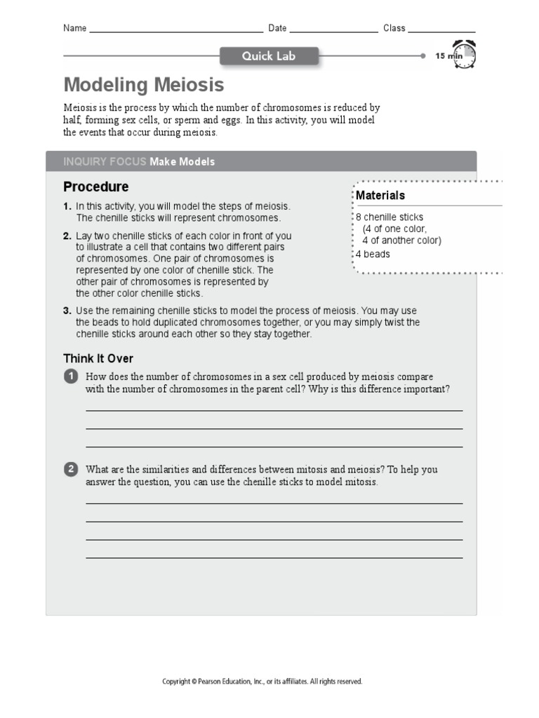 Modeling Meiosis | PDF