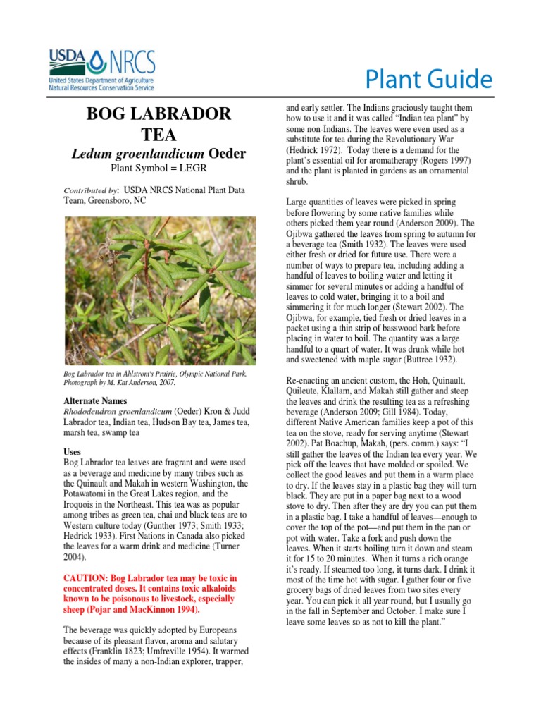 Bog Labrador Tea (Ledum Groenlandicum) Plant Guide PDF | PDF | Spruce ...