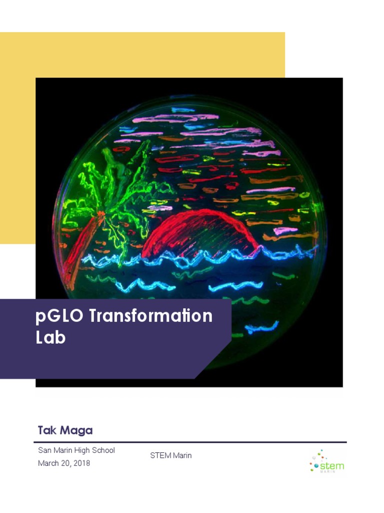pGLO Transformation Lab: Tak Maga | PDF | Transformation (Genetics ...