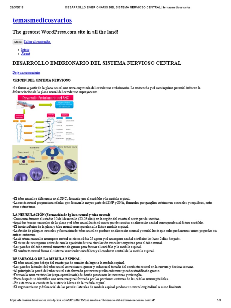 Desarrollo Embrionario Del Sistema Nervioso Central ...