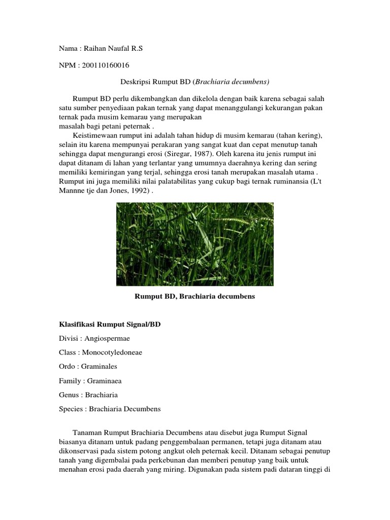 Brrchiaria Deumbens | PDF | Griya & Taman | Teknologi & Rekayasa