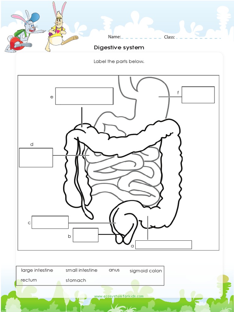 Label the Digestive System Parts | PDF