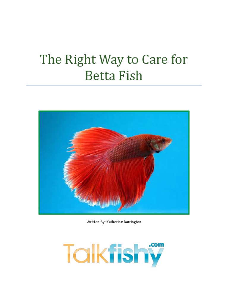 Right Care For Betta Fish | PDF | Aquarium | Fishkeeping