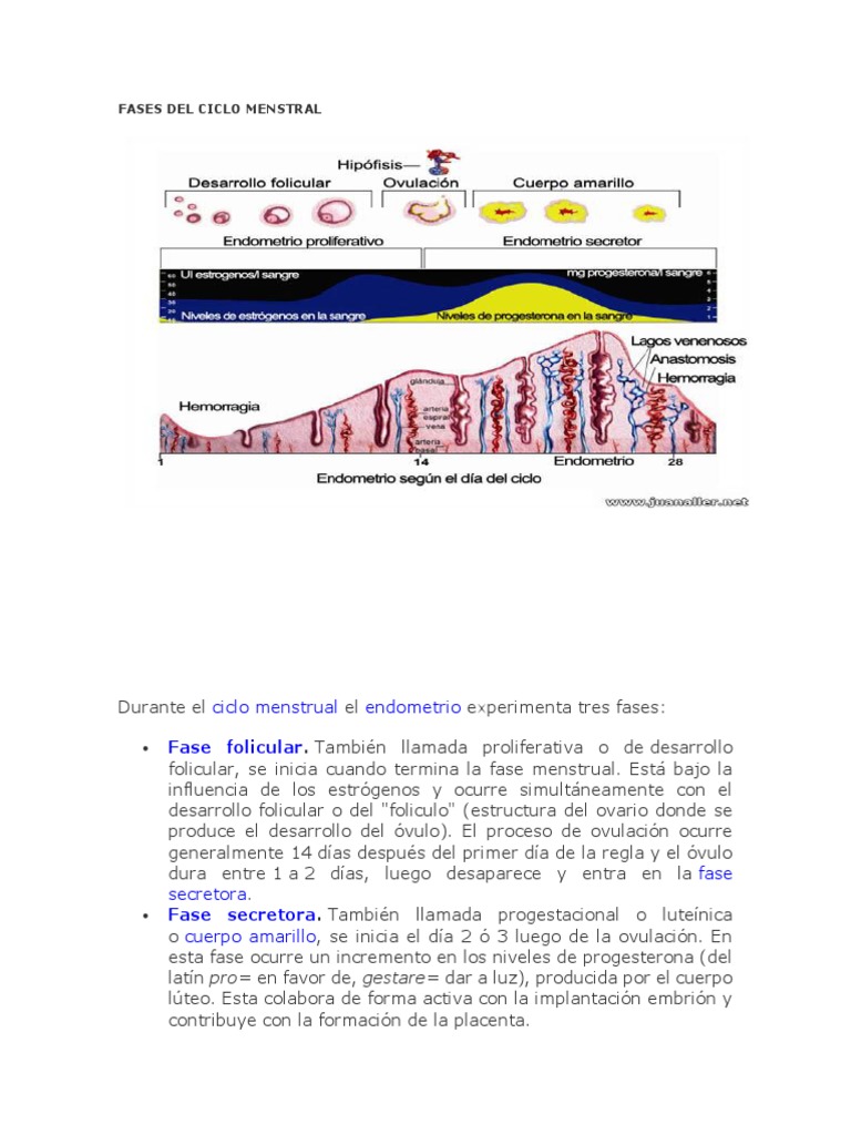 Fases Del Ciclo Menstral | PDF | Ciclo menstrual | Menstruación