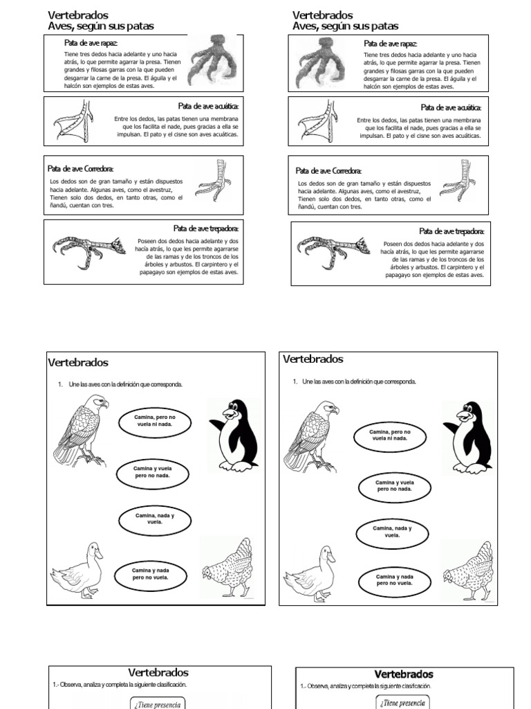 Patas Aves | PDF | Aves | Invertebrado