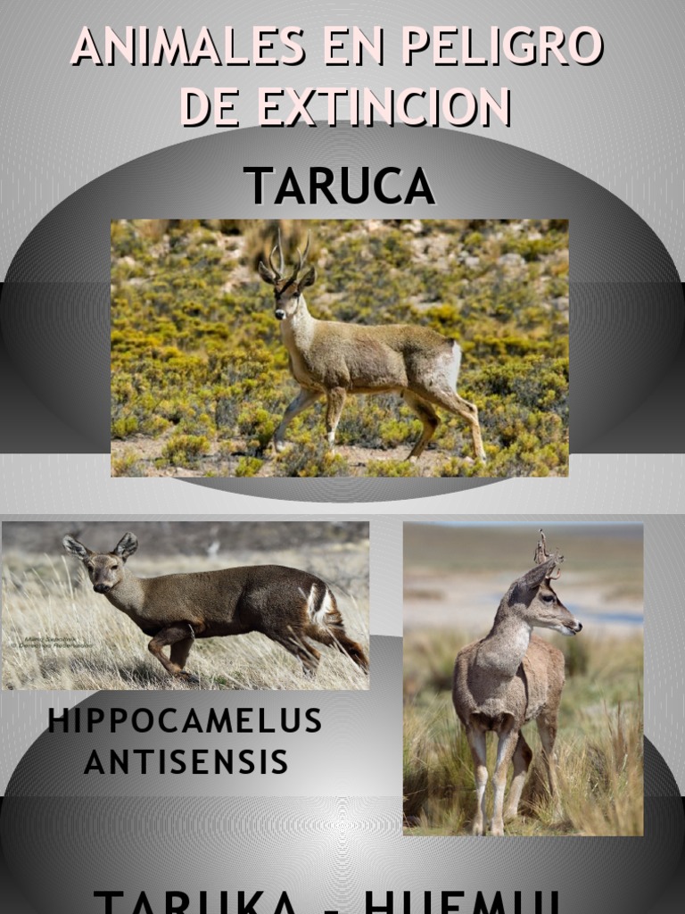 Taruca: características y amenazas | PDF | Biota | Andes