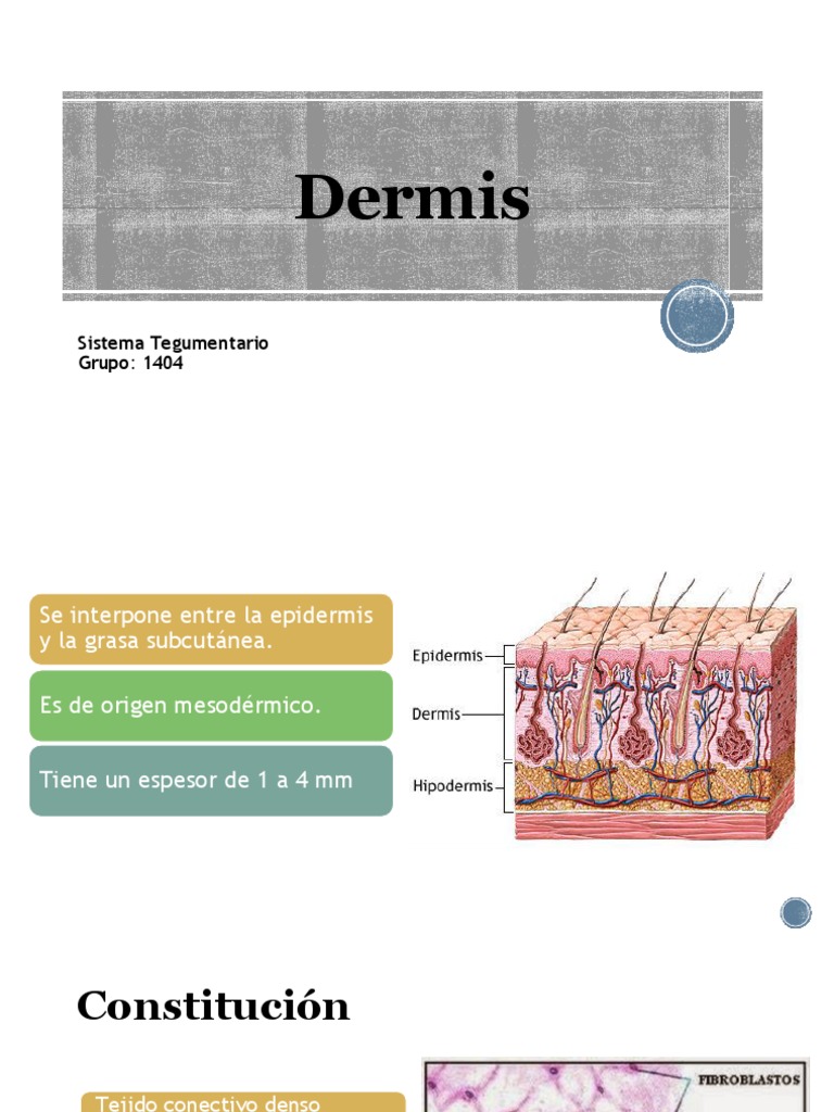 Dermis | PDF | Tejido conectivo | Piel