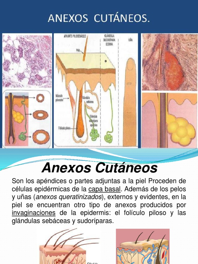 Anexos Cutaneos | PDF | Piel | Epidermis