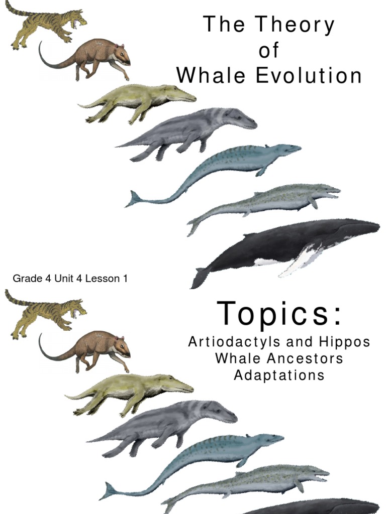 Grade 4 Unit 4 Lesson 1 Whale Evolution | PDF