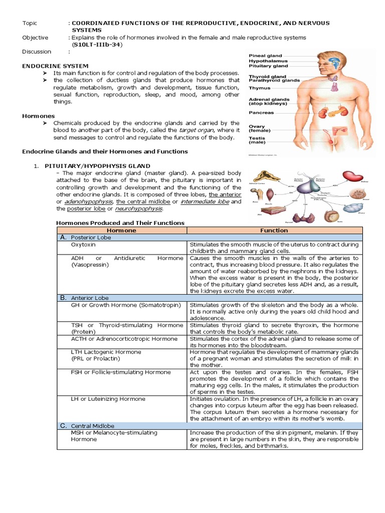 Endocrine System and Hormones Guide | PDF | Adrenal Gland | Hormone