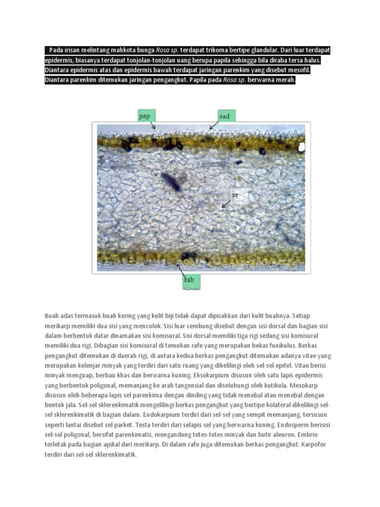 Anatomi Bunga dan Buah Adas | PDF | Ilmu Sosial | Sains & Matematika