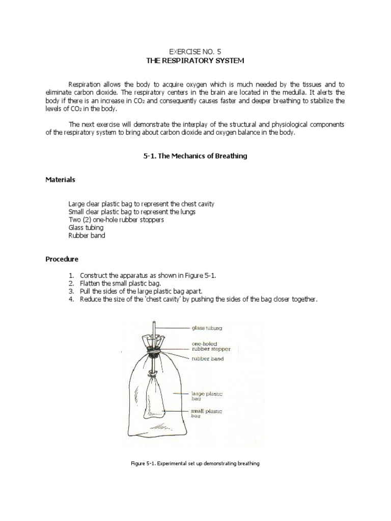 The Respiratory System: Exercise No. 5 | PDF | Breathing | Respiratory ...