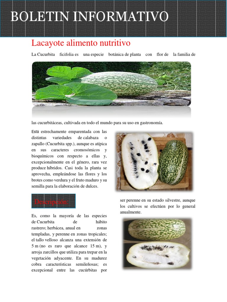 Lacayote Alimento Nutritivo | PDF | Cucurbita | Etnobotánica