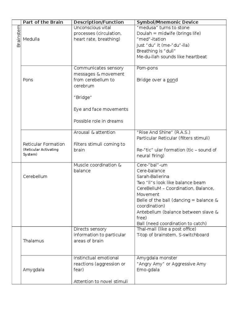 Brain Mnemonics and Functions | PDF | Cerebrum | Cerebral Hemisphere