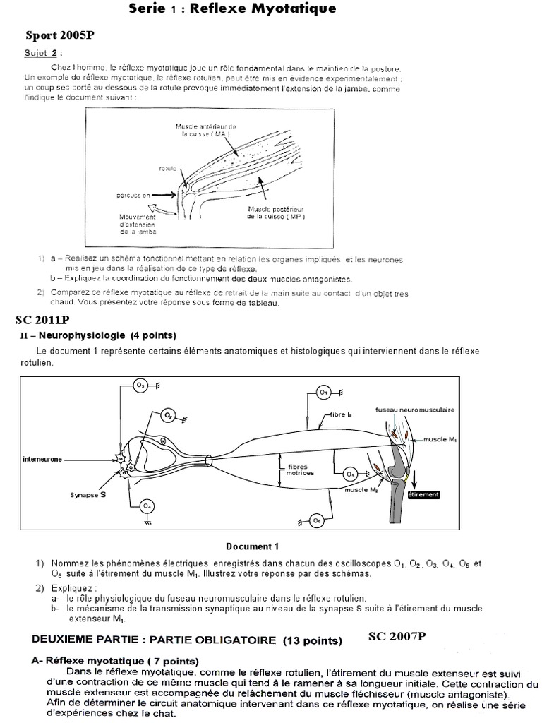 Reflexe Myotatique | PDF | Synapse | Neurophysiologie