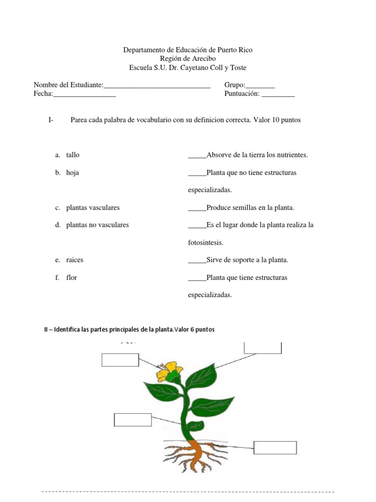 Examen sobre las Plantas para Primaria | PDF