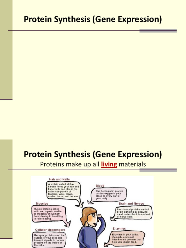 Protein Synthesis (Gene Expression) | PDF | Translation (Biology) | Rna