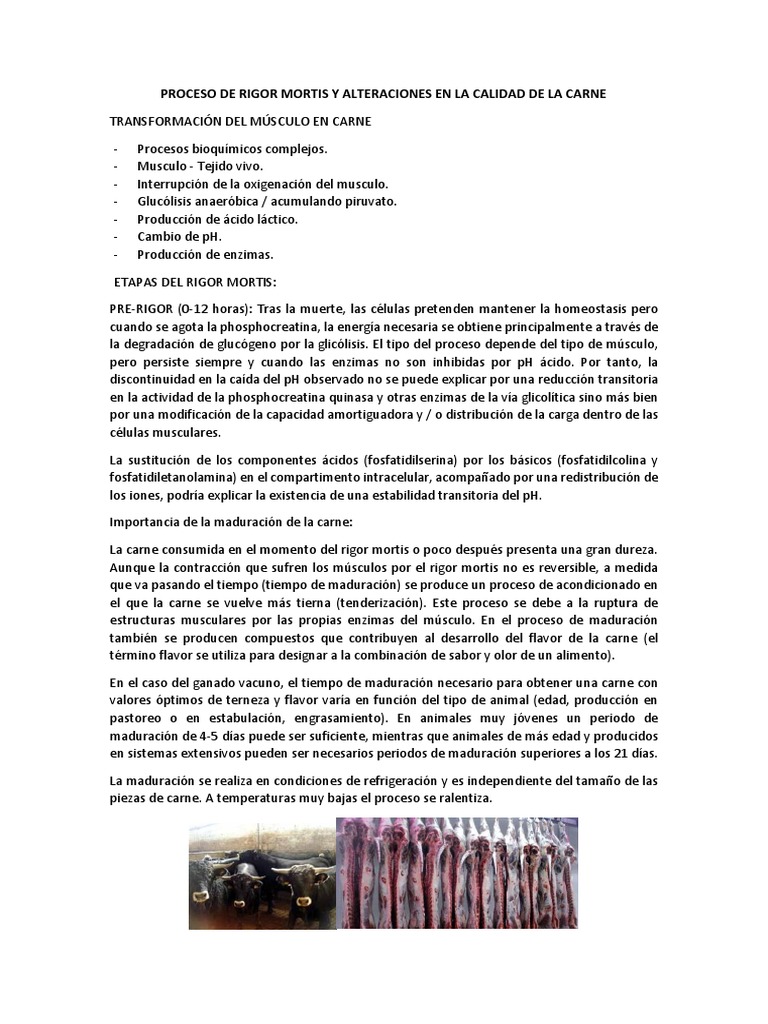 Proceso de Rigor Mortis y Alteraciones en La Calidad de La Carne | PDF ...