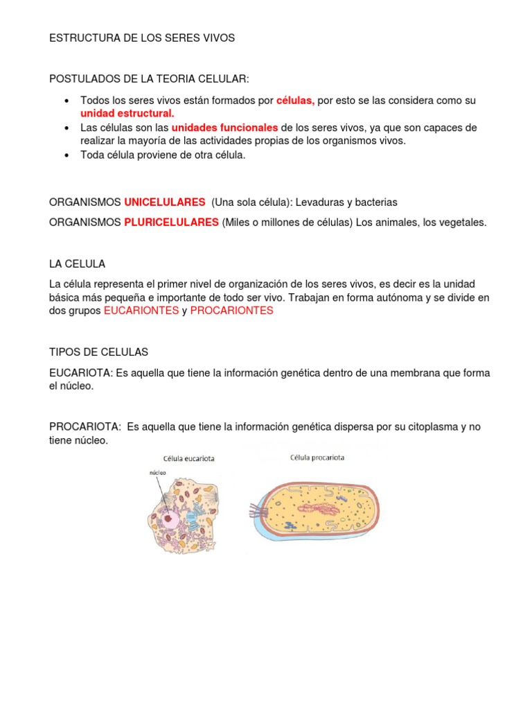 Estructura de los Seres Vivos y Células | PDF | Biología Celular ...