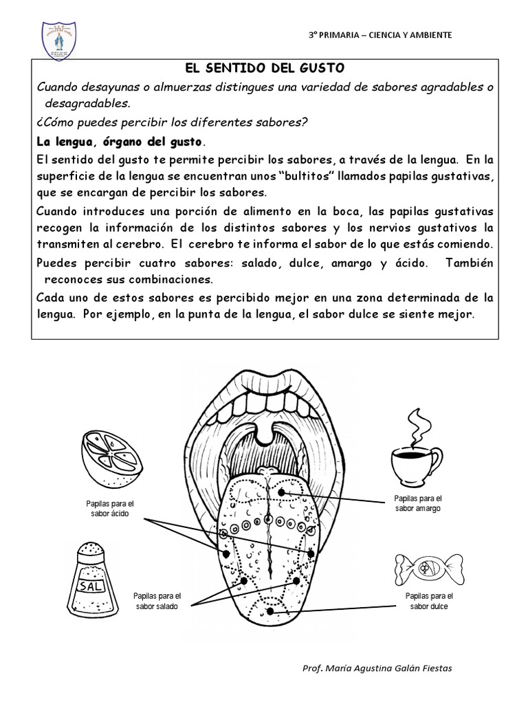 El Sentido Del Gusto | PDF | Gusto | Sabor