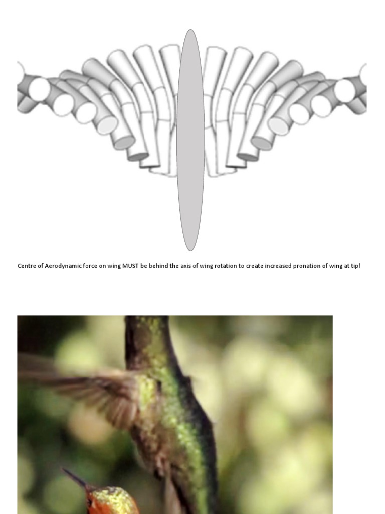 Wing Twist - Hummingbird | PDF