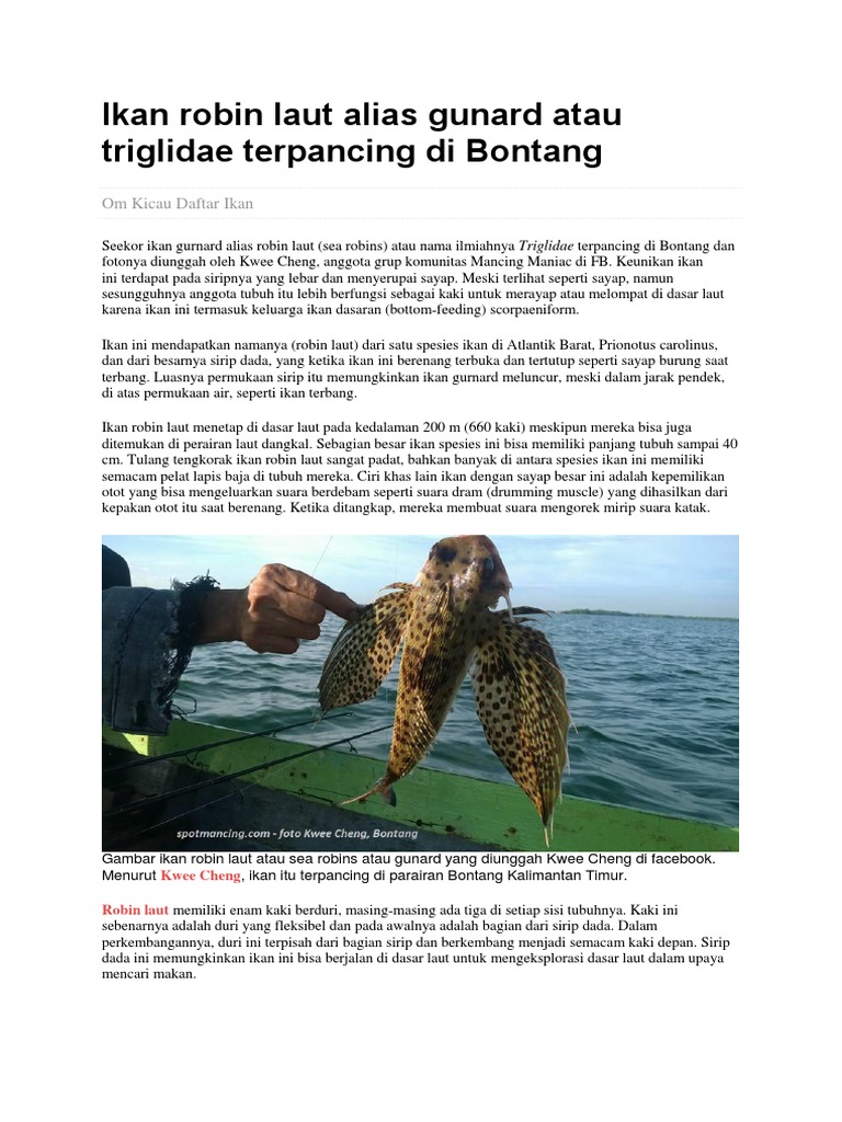 Ikan Robin Laut Alias Gunard Atau Triglidae Terpancing Di Bontang | PDF