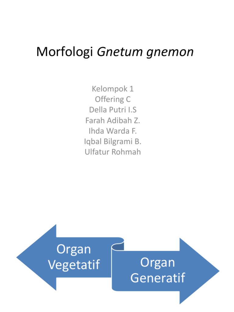 Morfologi Gnetum Gnemon | PDF