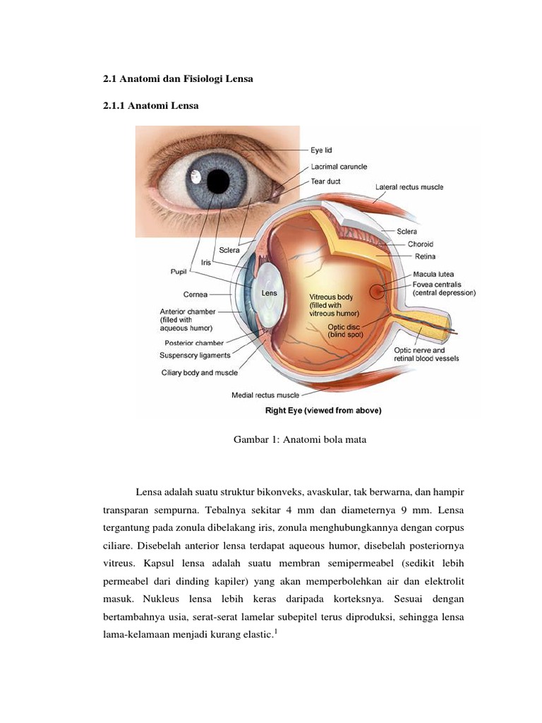 Anatomi Dan Fisiologi Lensa | PDF
