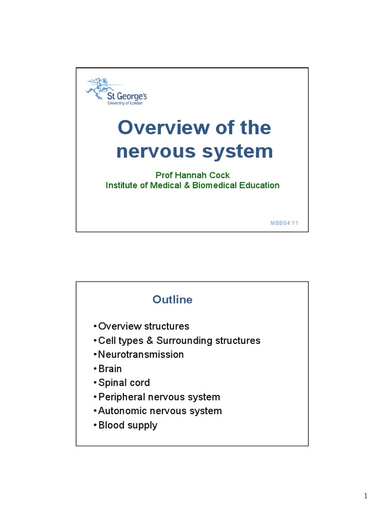 Overview of The Nervous System: Outline | PDF | Neuron | Nervous System