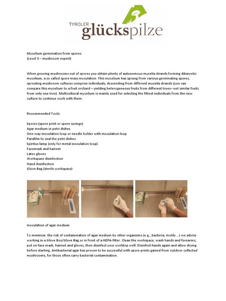Mycelium Germination From Spores | PDF | Mushroom | Fungus
