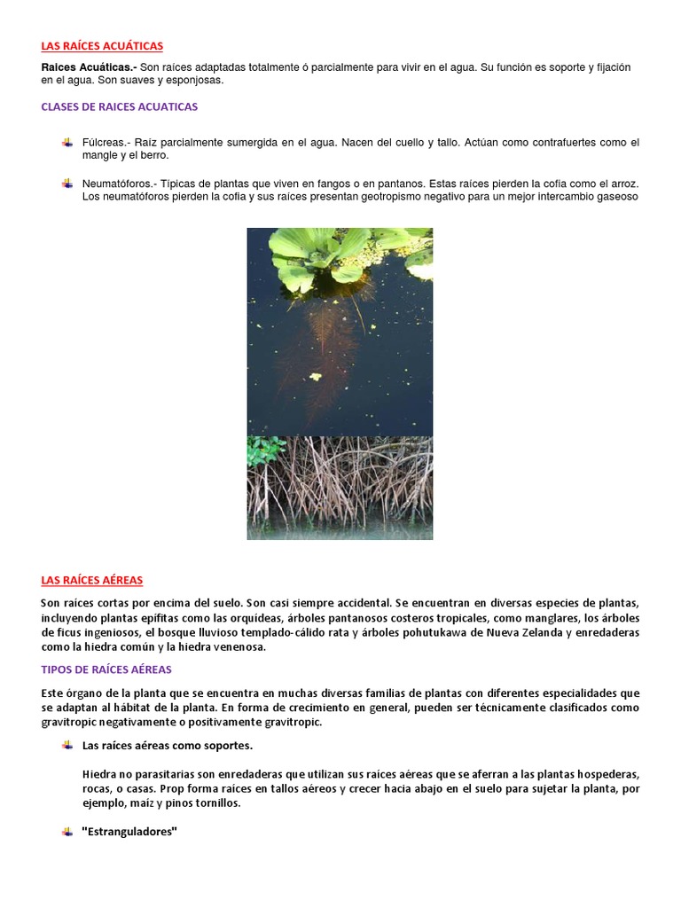 Las Raíces Acuáticas | PDF | Morfología Vegetal | Ramas de la botánica