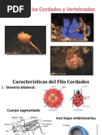01 Protocordados | PDF | Anatomia animal | Zoología