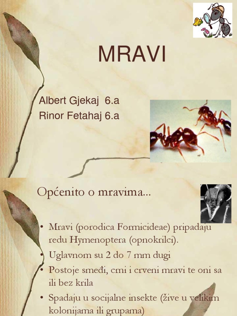 MRAVI Prezentacija | PDF