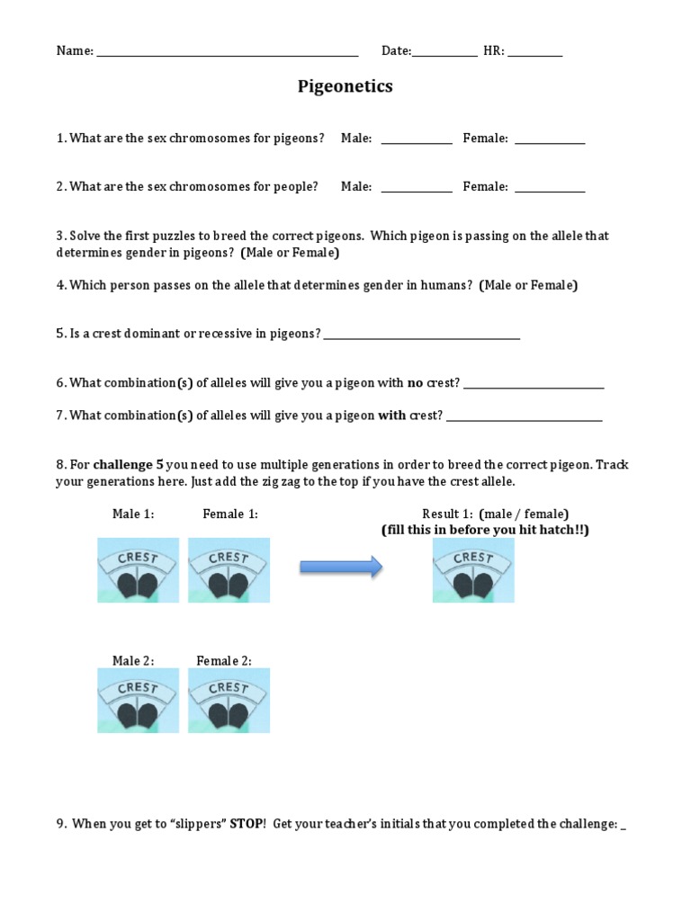 Pigeon Genetics | PDF