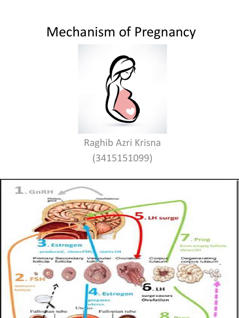 Mechanism of Pregnancy | PDF
