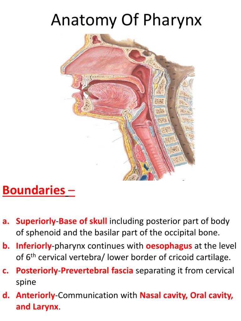 Anatomy of Pharynx | PDF | Common Carotid Artery | Larynx