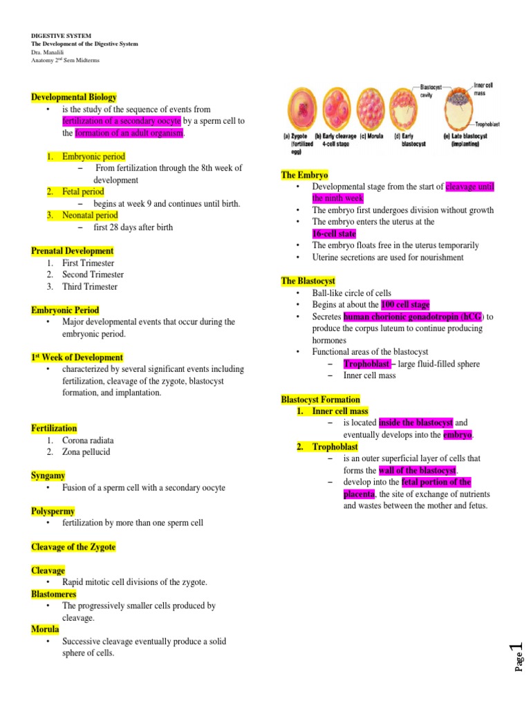 1 Digestive System Development | PDF | Implantation (Human Embryo ...
