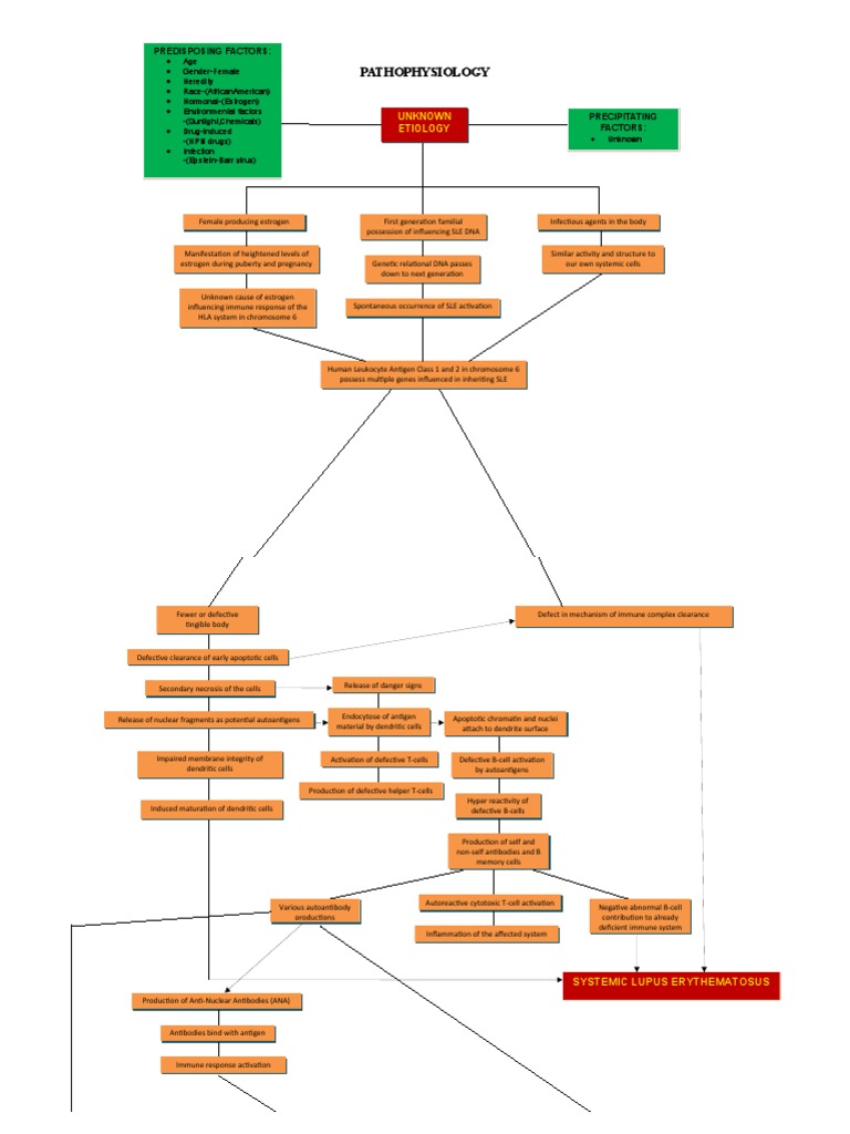 SLE Pathophysiology & Management | PDF | Immune System | Models Of ...