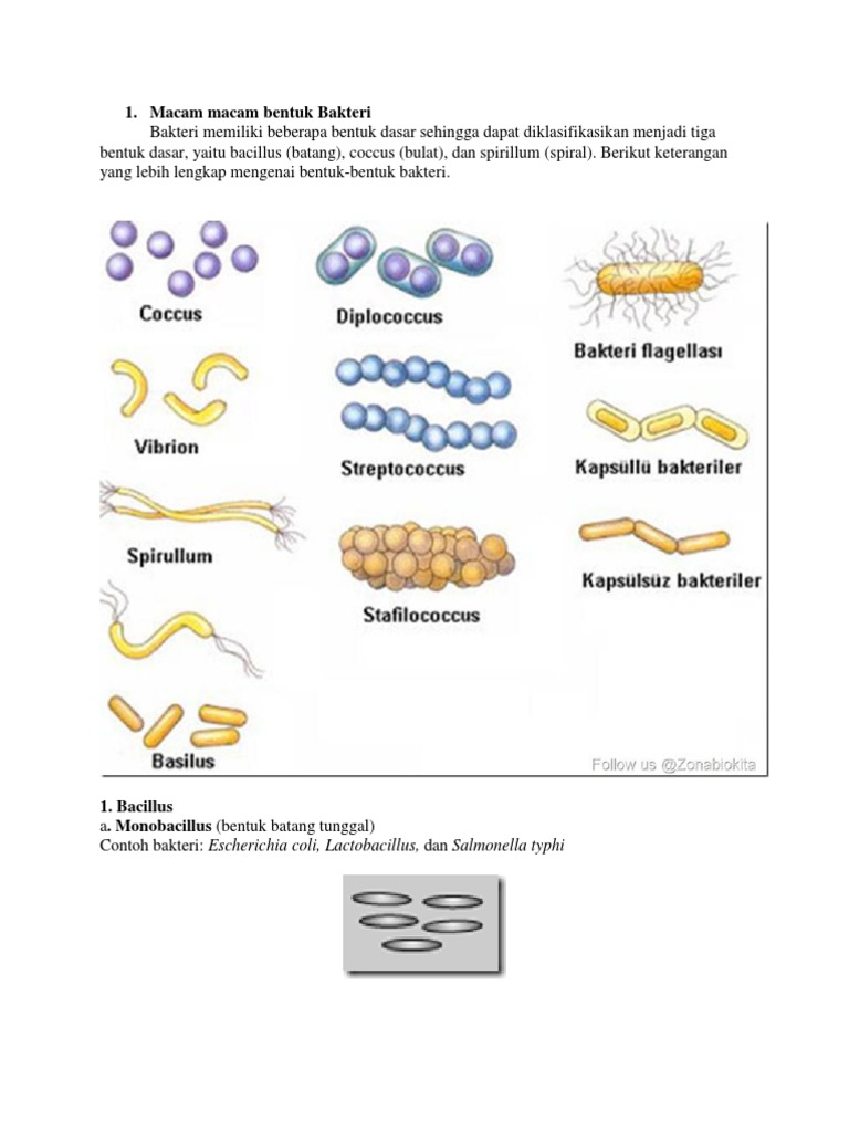 Macam Macam Bentuk Bakteri | PDF