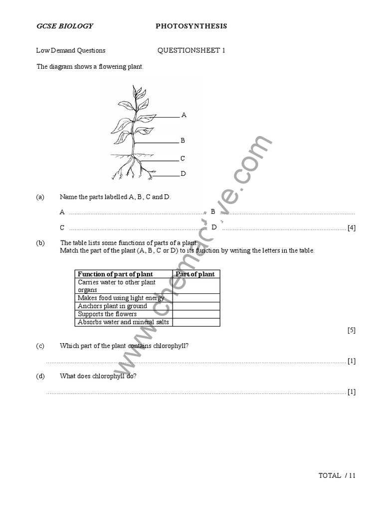 Photosynthesis Questions | PDF | Photosynthesis | Carbon Dioxide