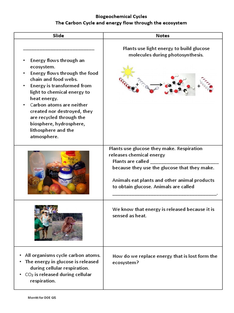 Carbon Cycle and Ecosystem Energy Flow | PDF | Wellness | Science ...