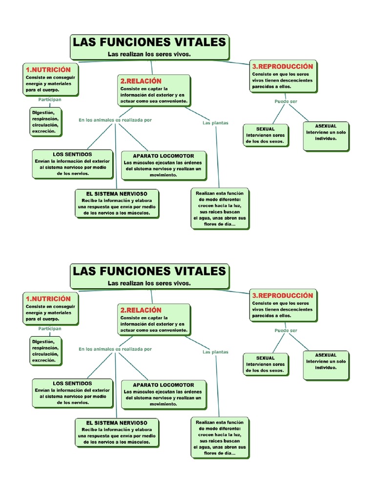 Mapas Conceptuales Funciones Vitales