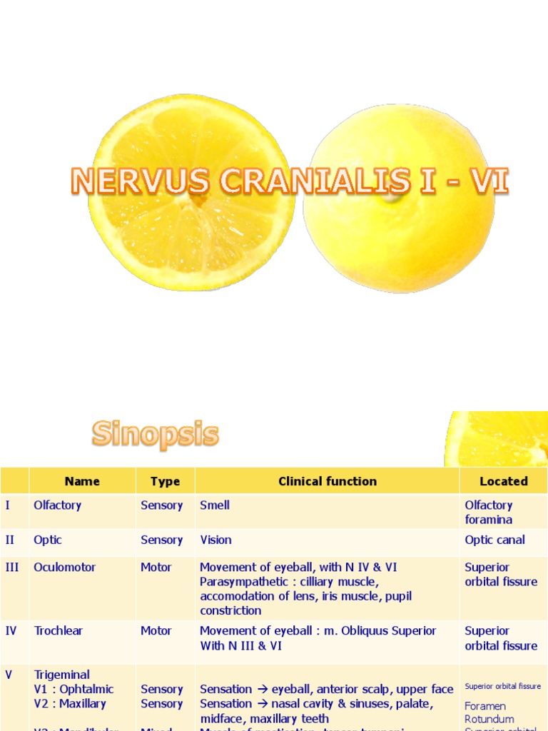 .Nervus Cranialis 1-6 | PDF