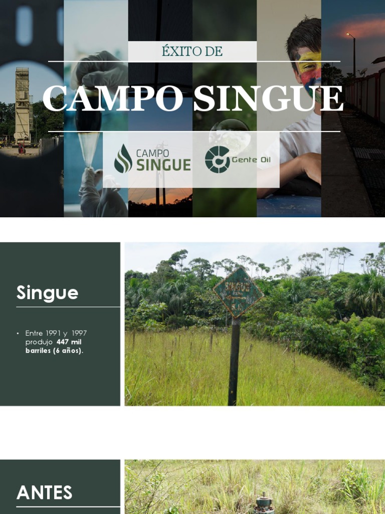 Campo Singue DIC11 | PDF | Recursos no renovables | Petróleo