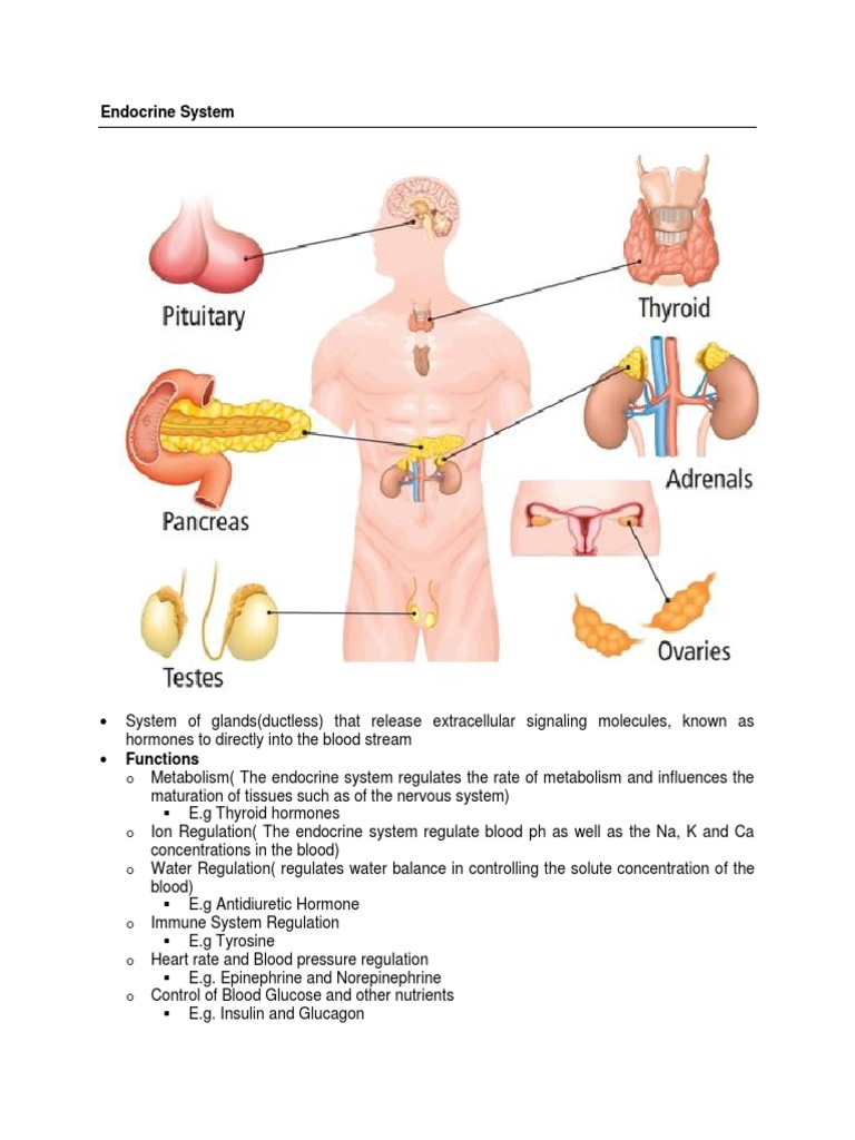 The Endocrine System: A Guide to Hormones and Glandular Regulation ...