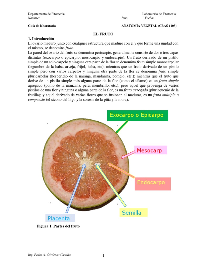 Guia Fruto | PDF | Fruta | Ramas de la botánica