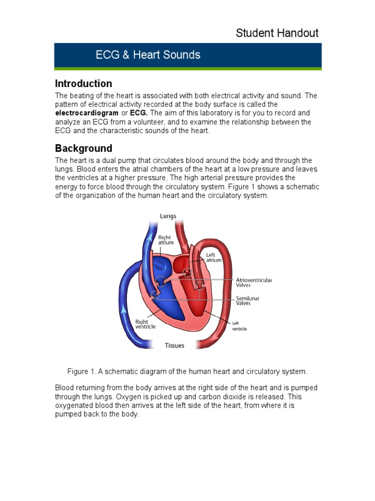 ECG & Heart Sounds: Student Handout | PDF | Heart Valve | Ventricle (Heart)